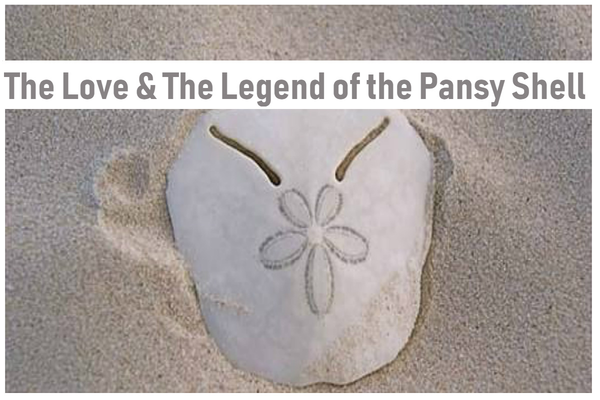 The love and legend of the Pansy Shell – GoTravelbug