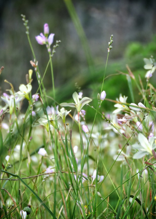 A Veld in Full Bloom. – GoTravelbug